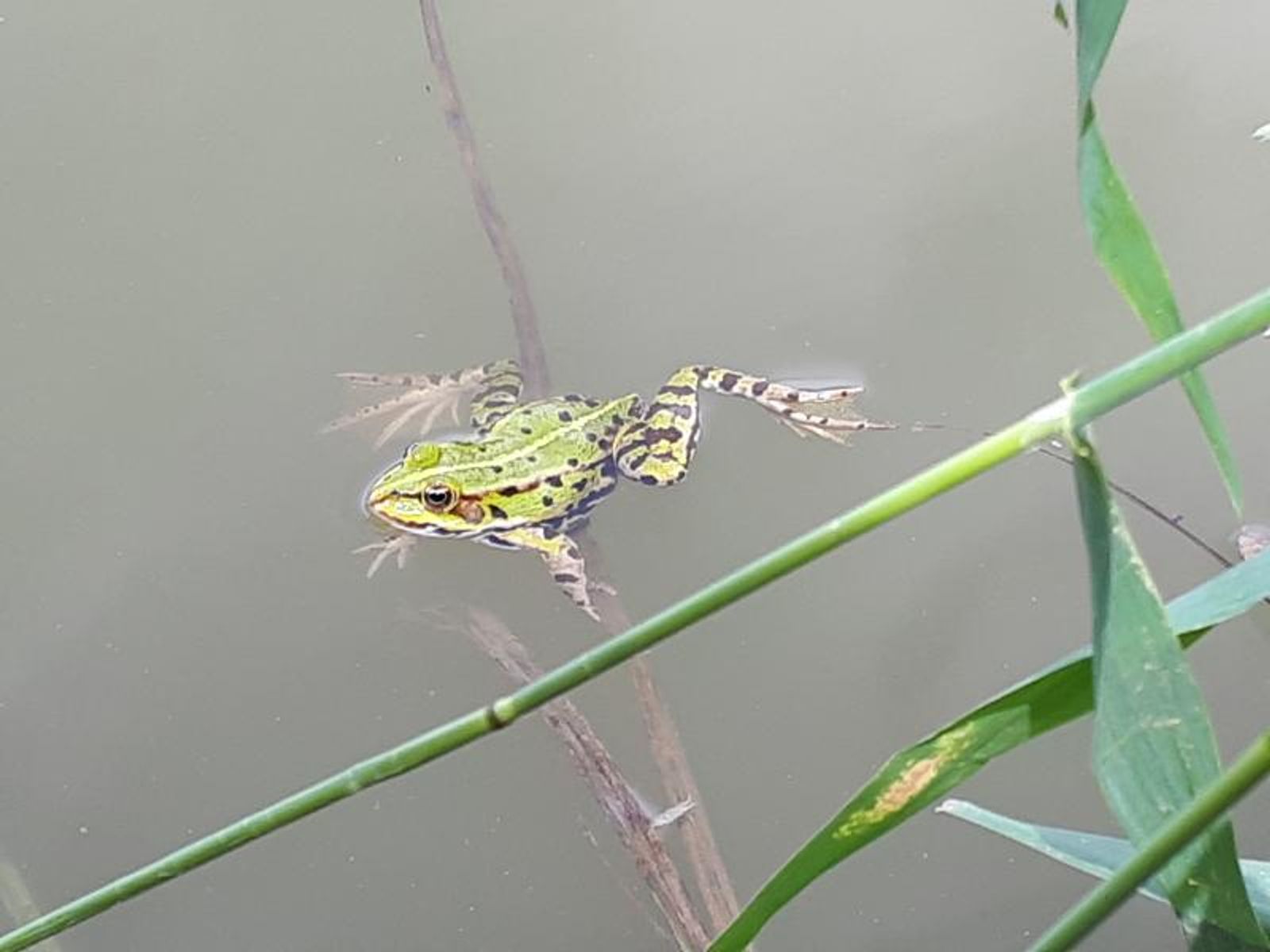 Proč jsou mokřady důležité? | Vodní strážci